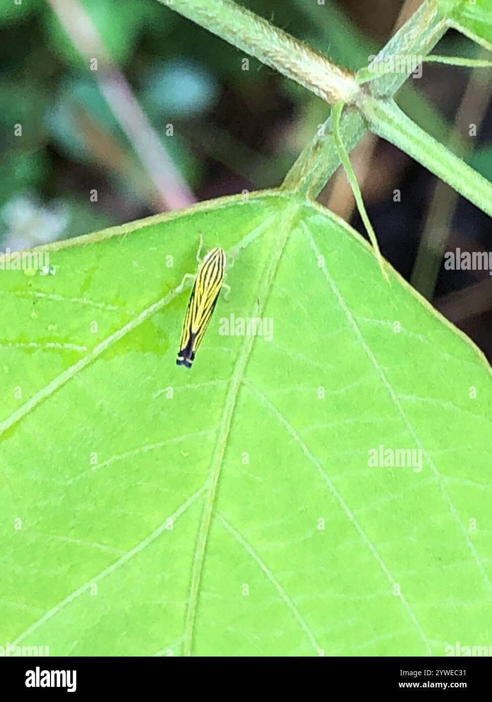 Yellow-striped Leafhopper (Sibovia occatoria Stock Photo - Alamy