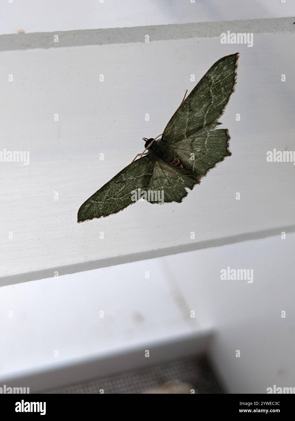 Common Emerald (Hemithea aestivaria Stock Photo - Alamy