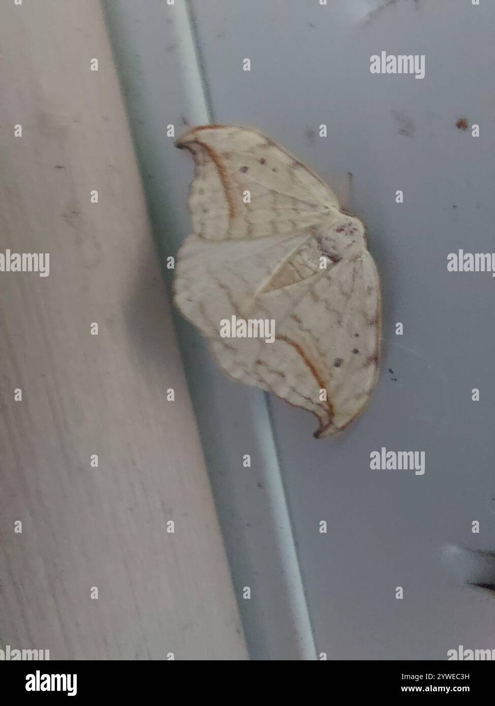 Arched Hooktip Moth (Drepana arcuata Stock Photo - Alamy