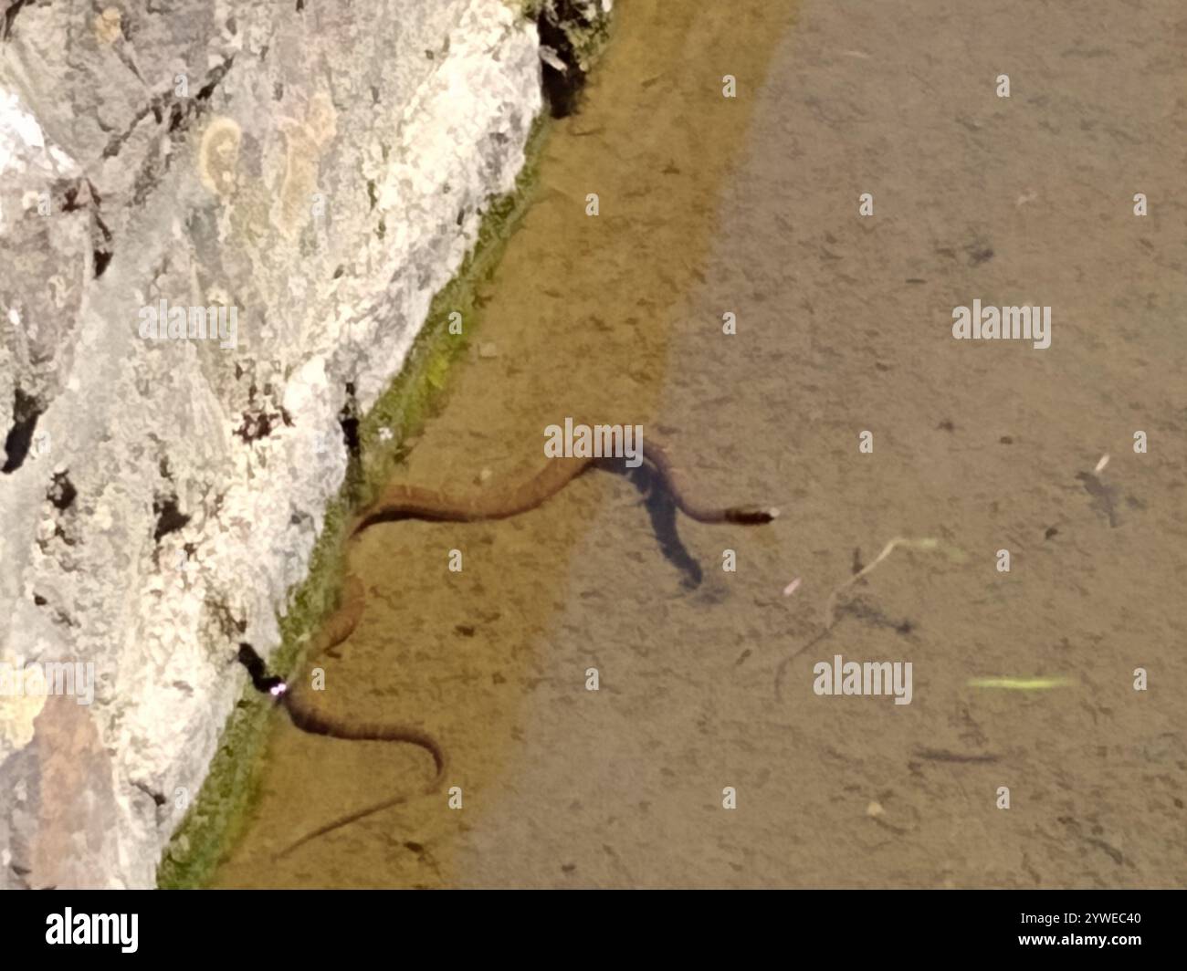 Northern Watersnake (Nerodia sipedon sipedon Stock Photo - Alamy