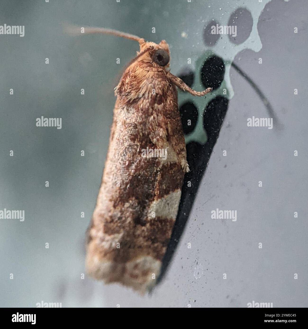 Archips hi-res stock photography and images - Alamy