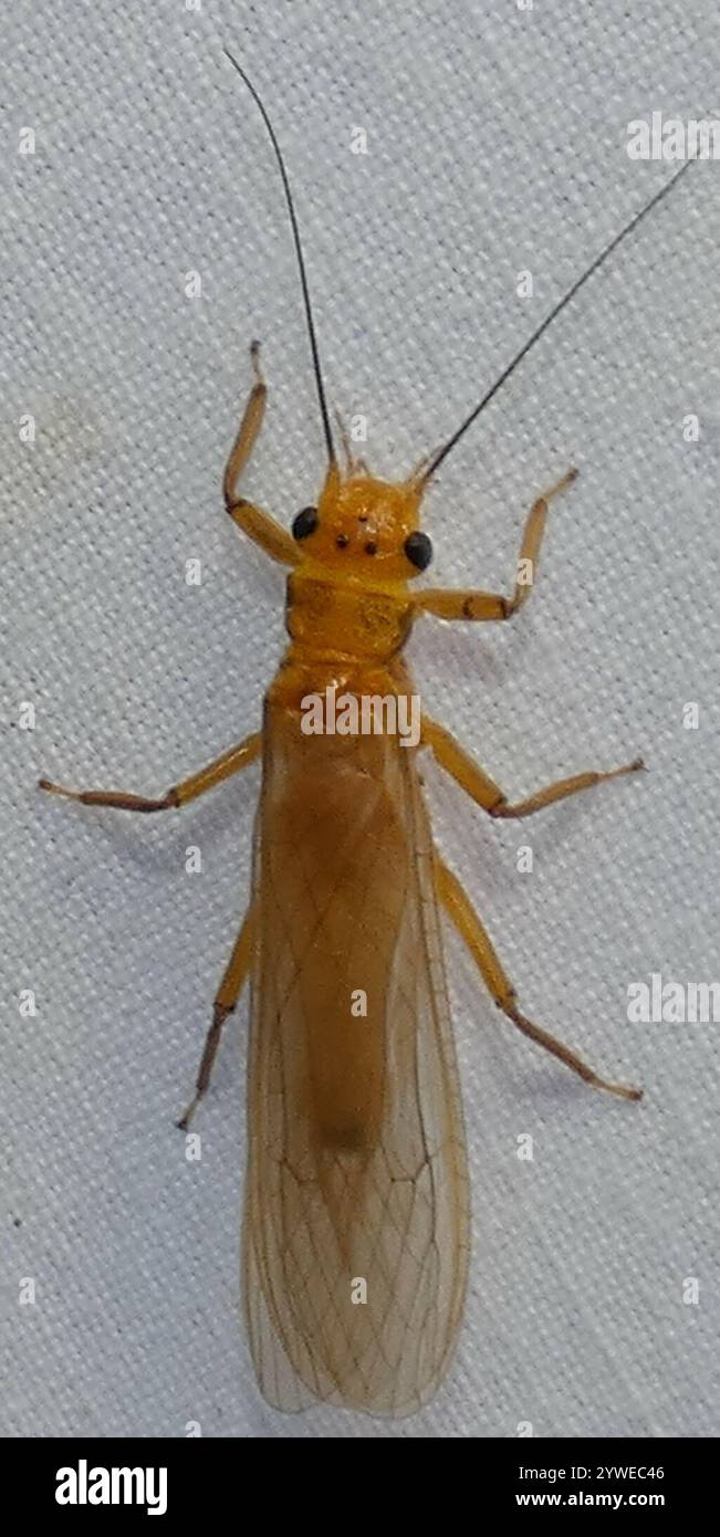 Common Stoneflies (Perlidae Stock Photo - Alamy