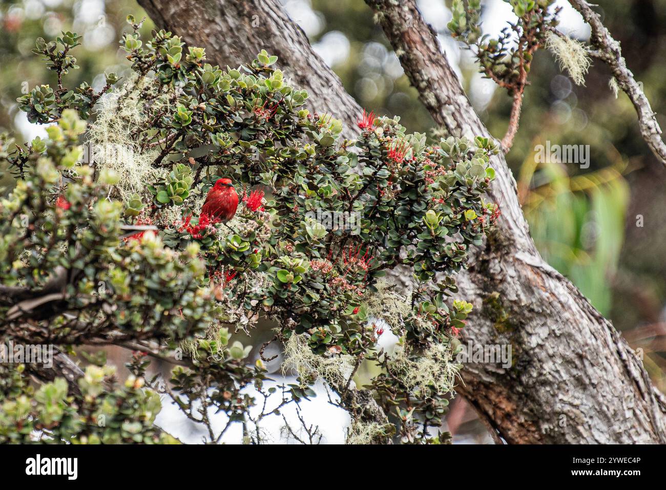 The image captures the striking Apapane bird perched gracefully among ...