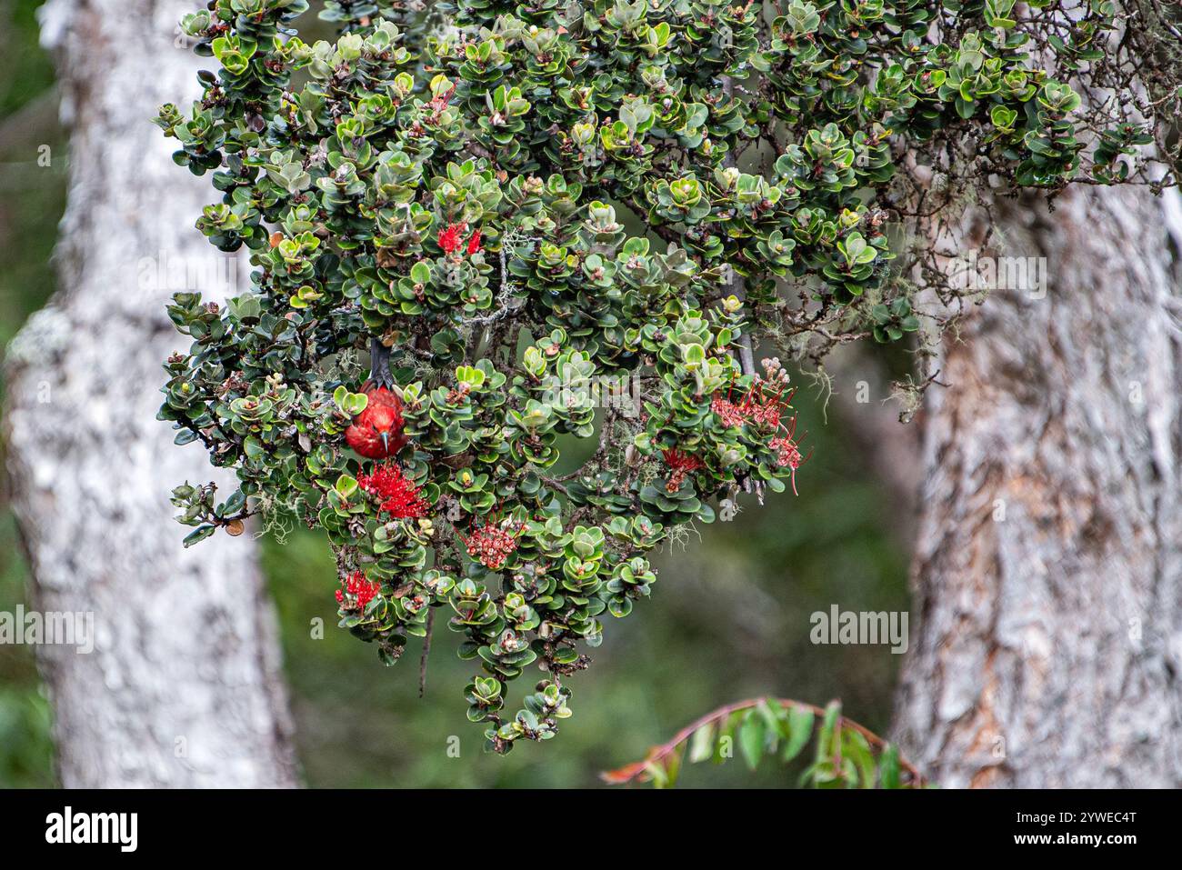 the Apapane is a key species in Hawaii's ecosystem, feeding primarily ...