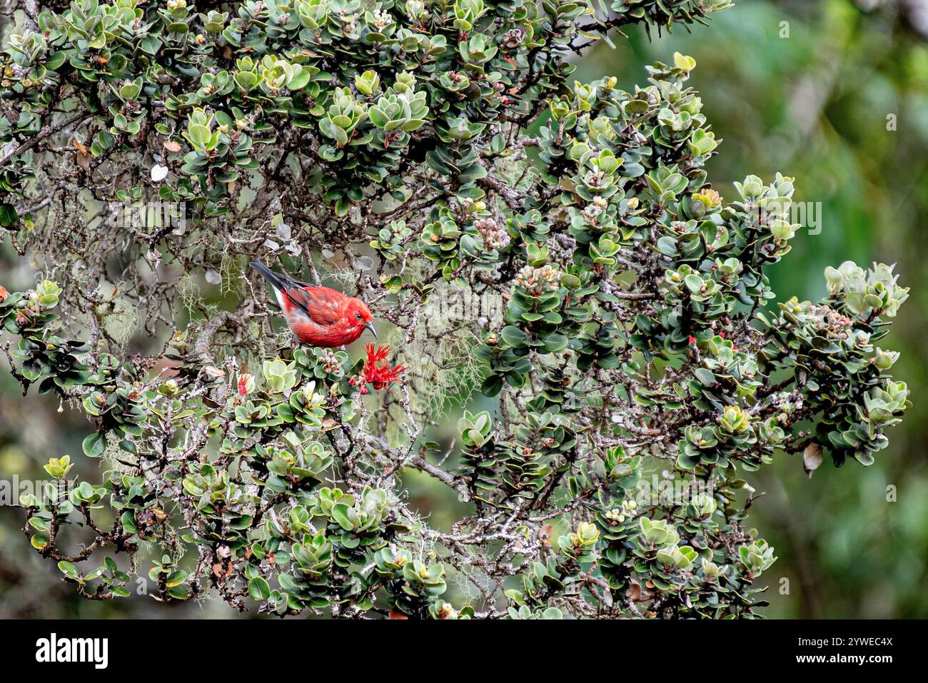 The image captures the striking Apapane bird perched gracefully among ...