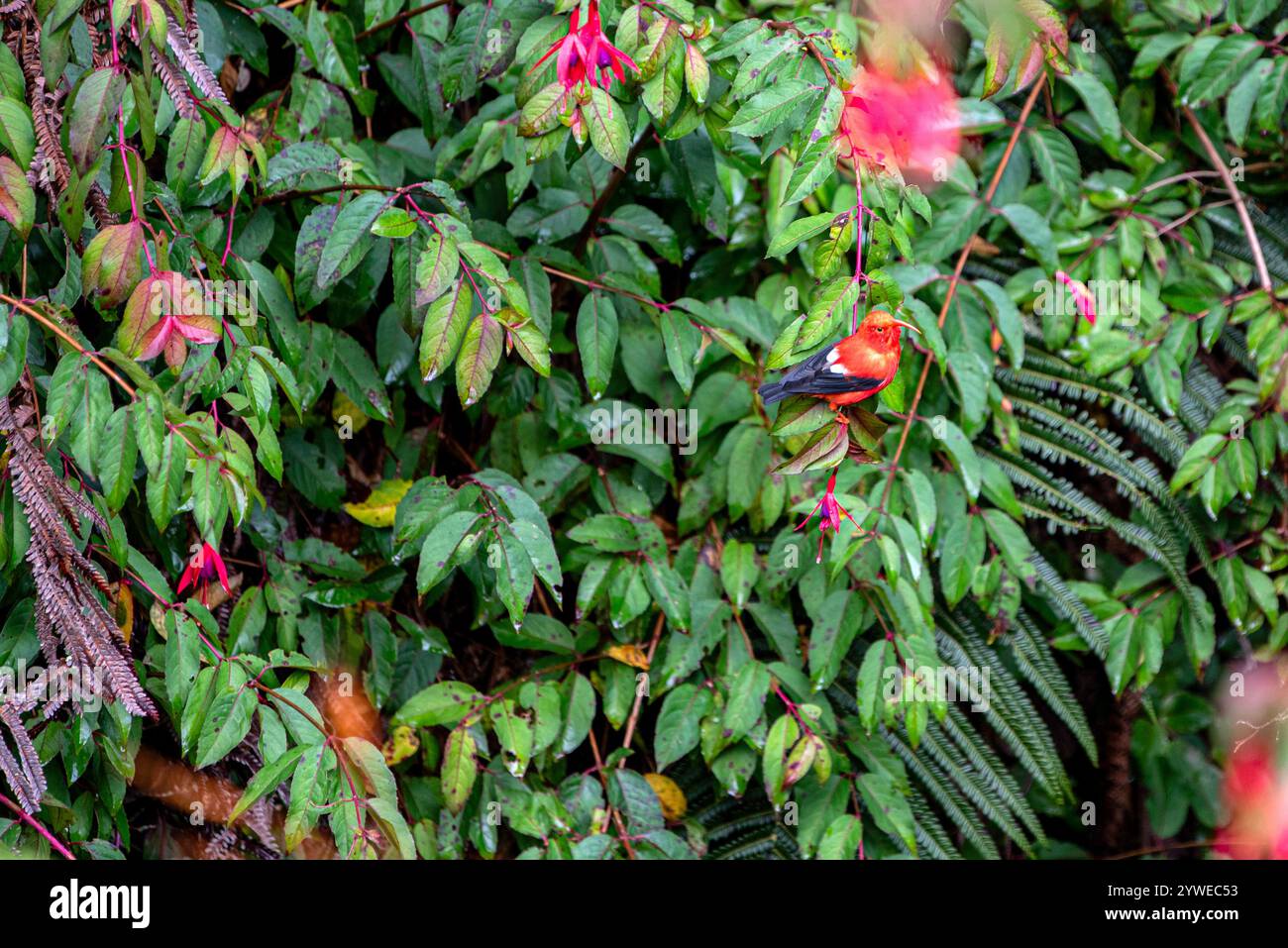 Scientific significance of avian species hi-res stock photography and ...