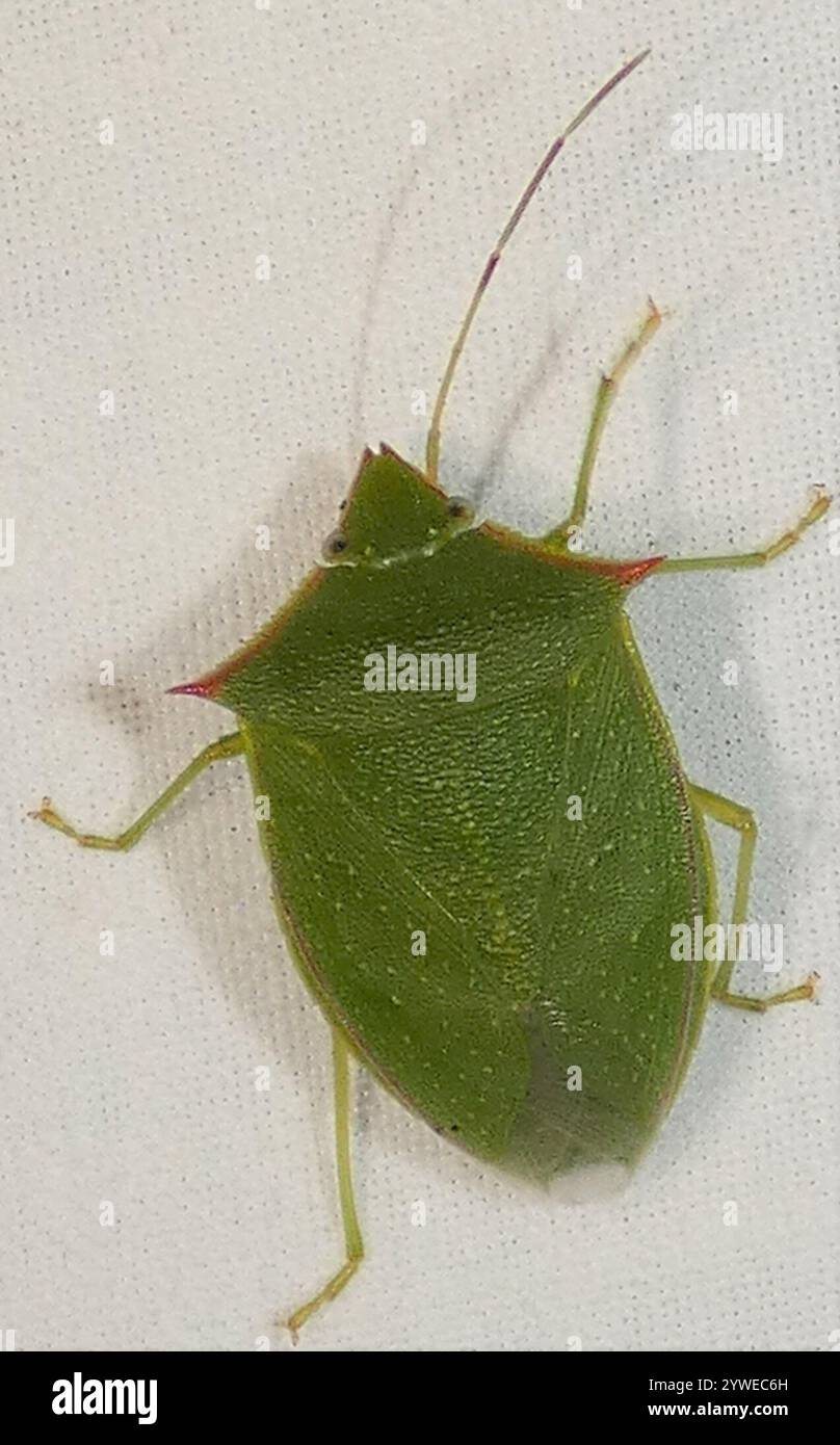 Spined green stink bug (Loxa flavicollis Stock Photo - Alamy