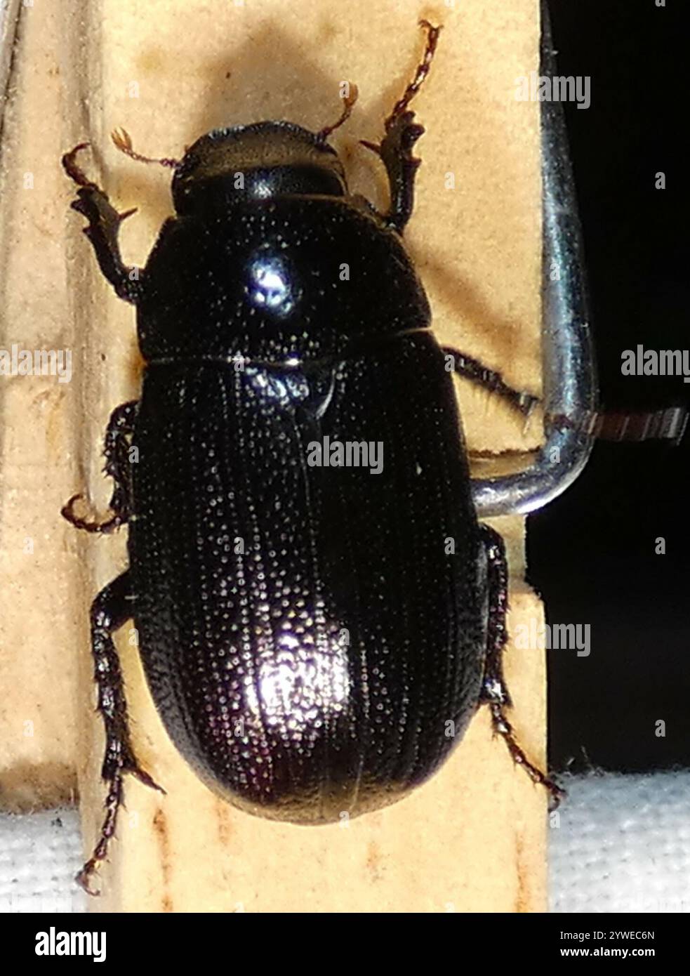 Rice Beetle (Dyscinetus morator Stock Photo - Alamy