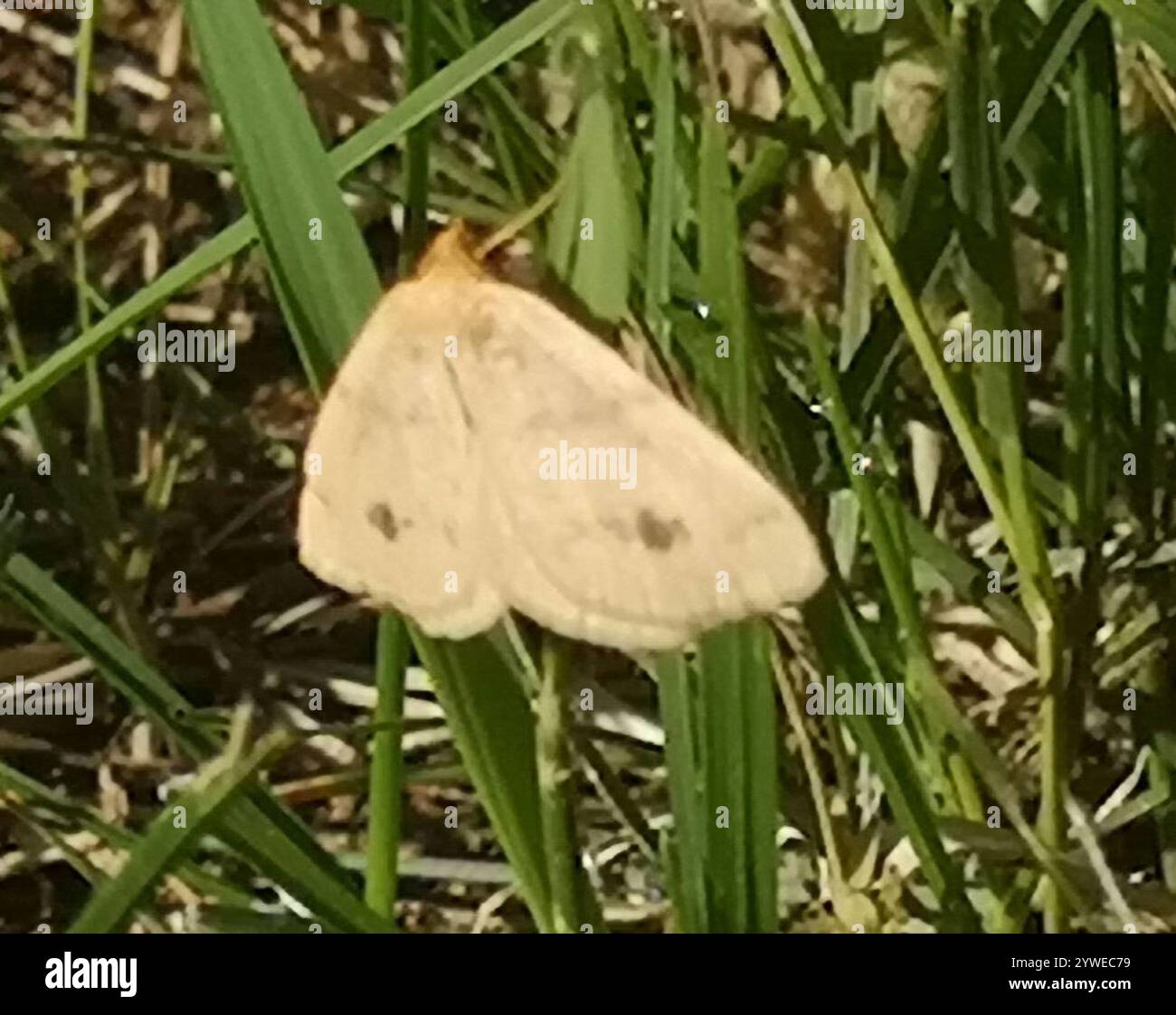 Currant Spanworm Moth (Macaria ribearia Stock Photo - Alamy