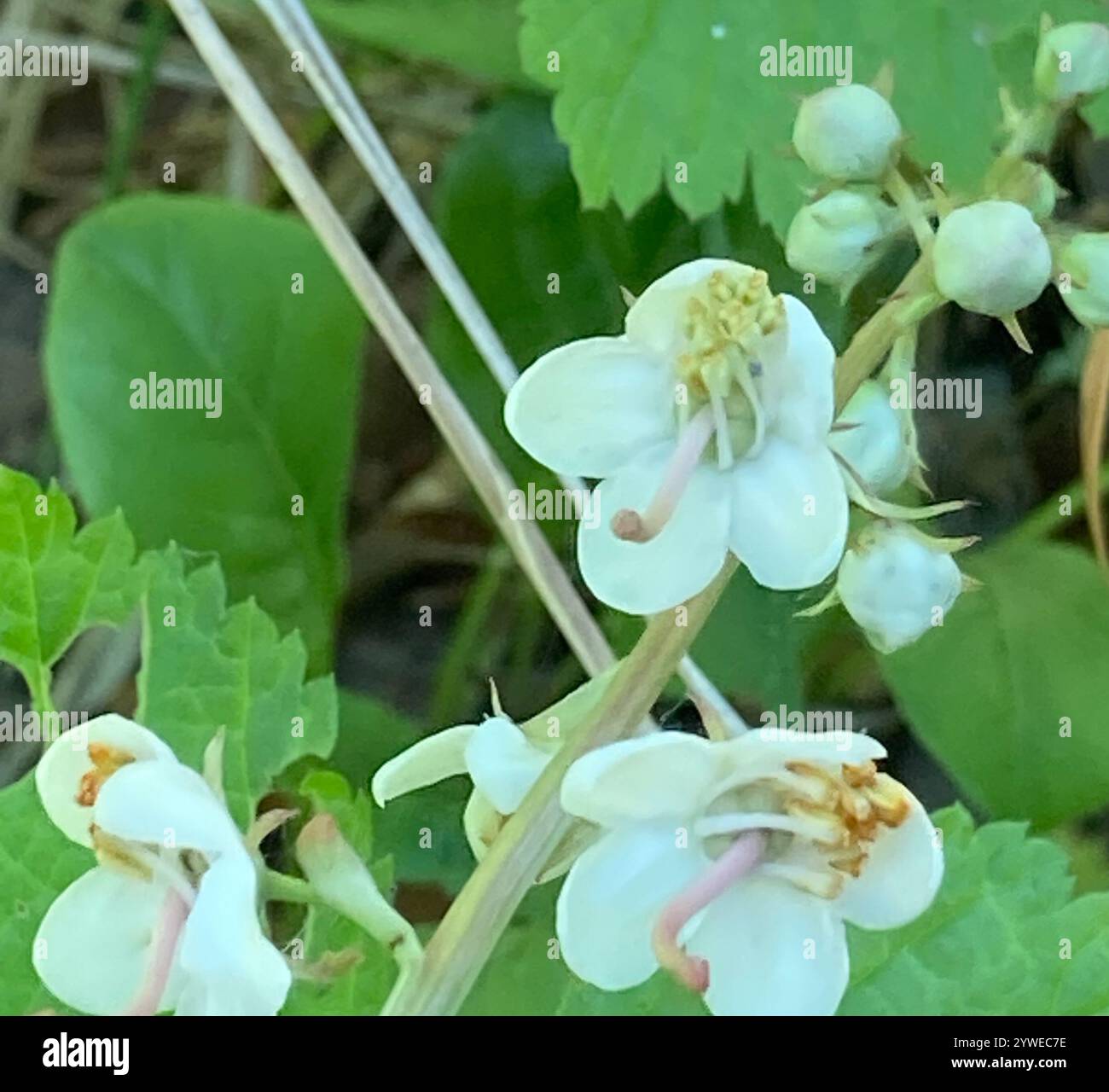round-leaved wintergreen (Pyrola rotundifolia Stock Photo - Alamy