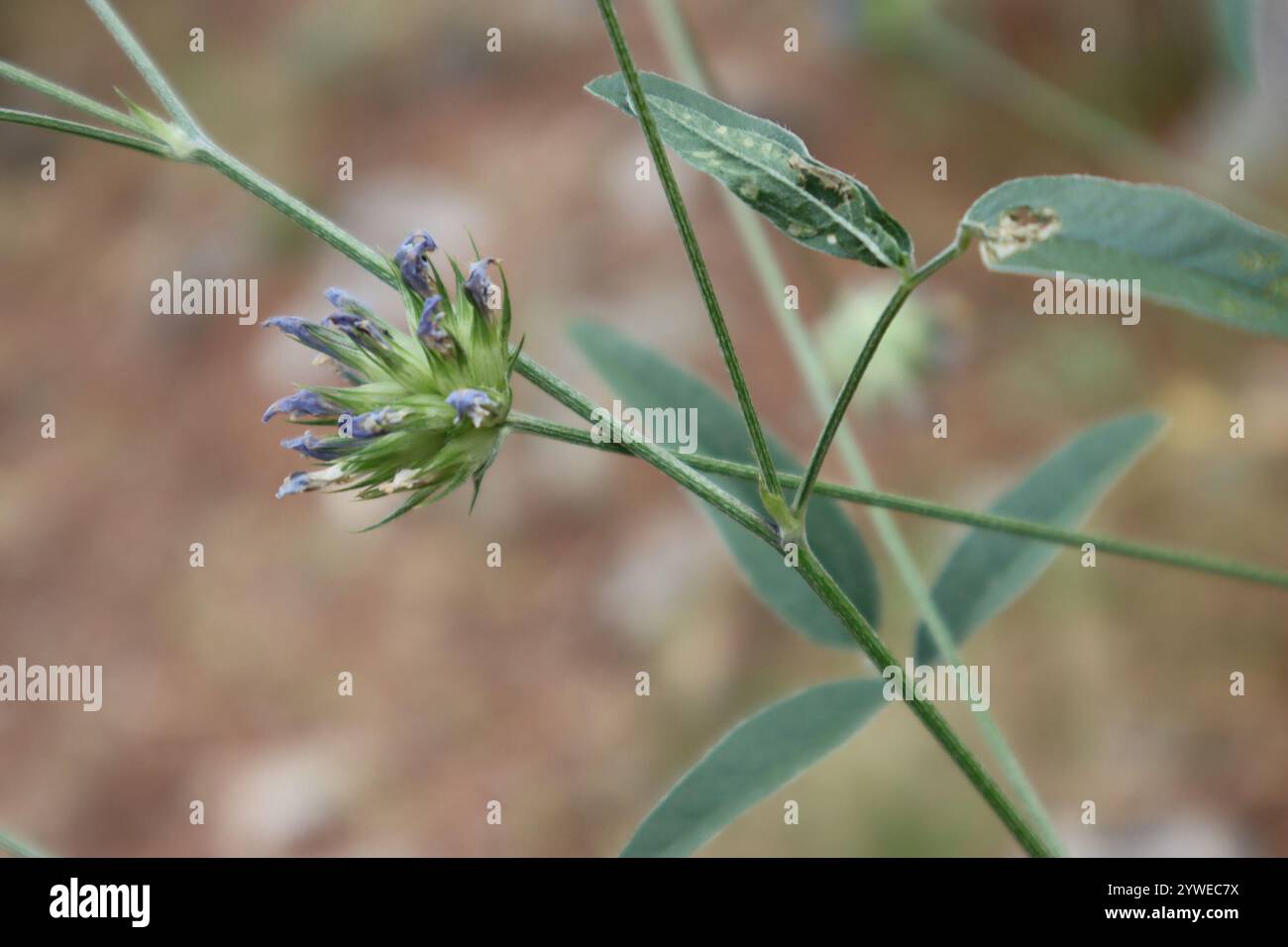 arabian pea (Bituminaria bituminosa Stock Photo - Alamy