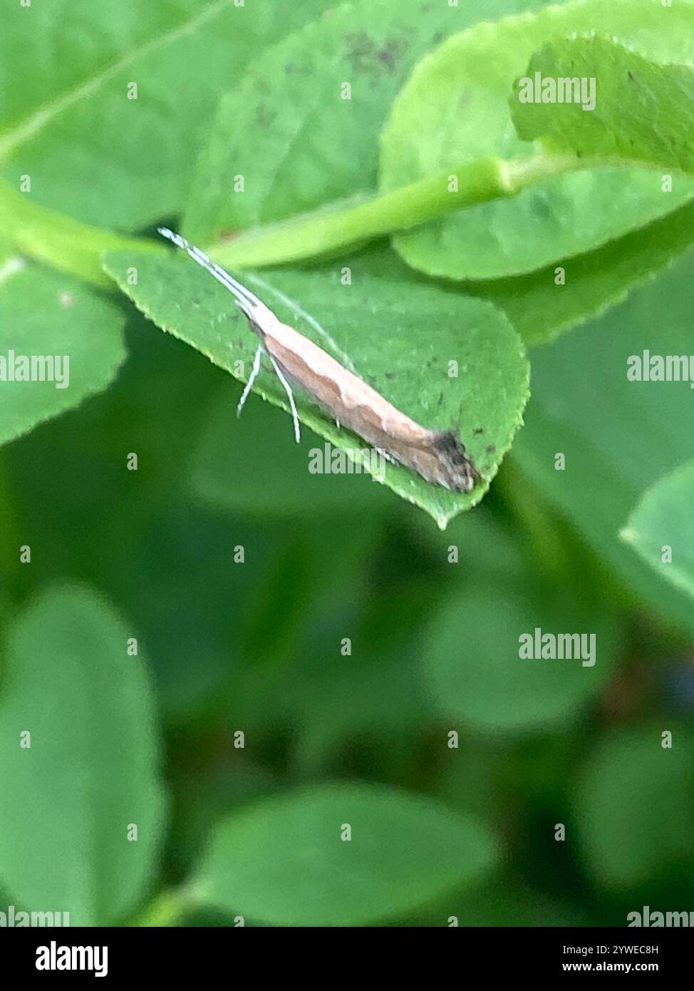 Diamondback Moth (Plutella xylostella Stock Photo - Alamy