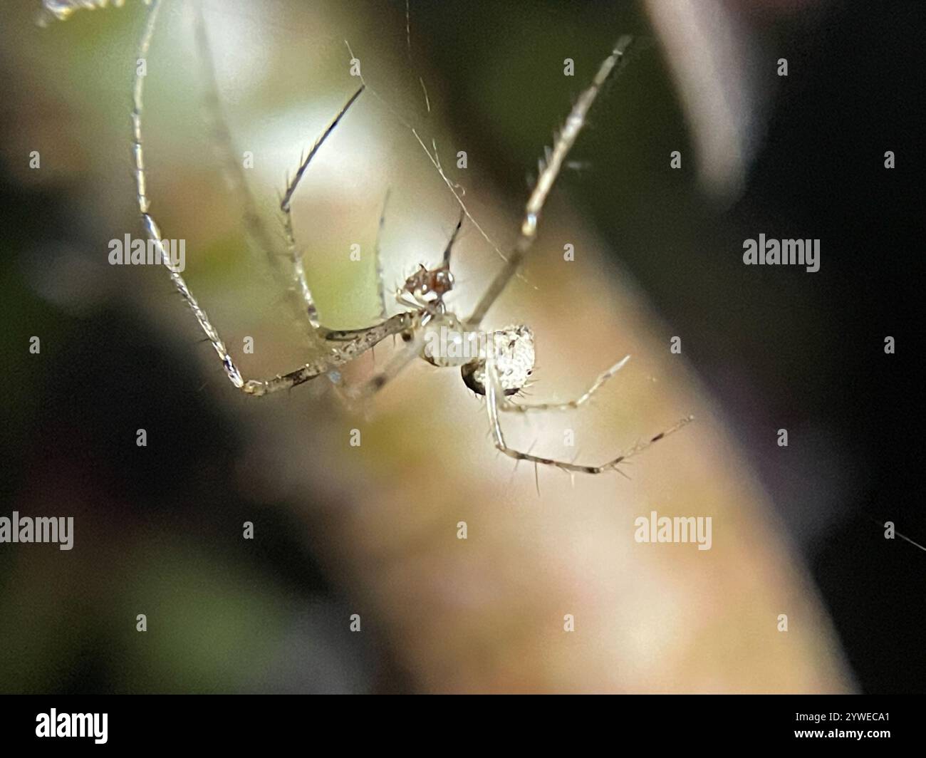 Mimetidae hi-res stock photography and images - Alamy