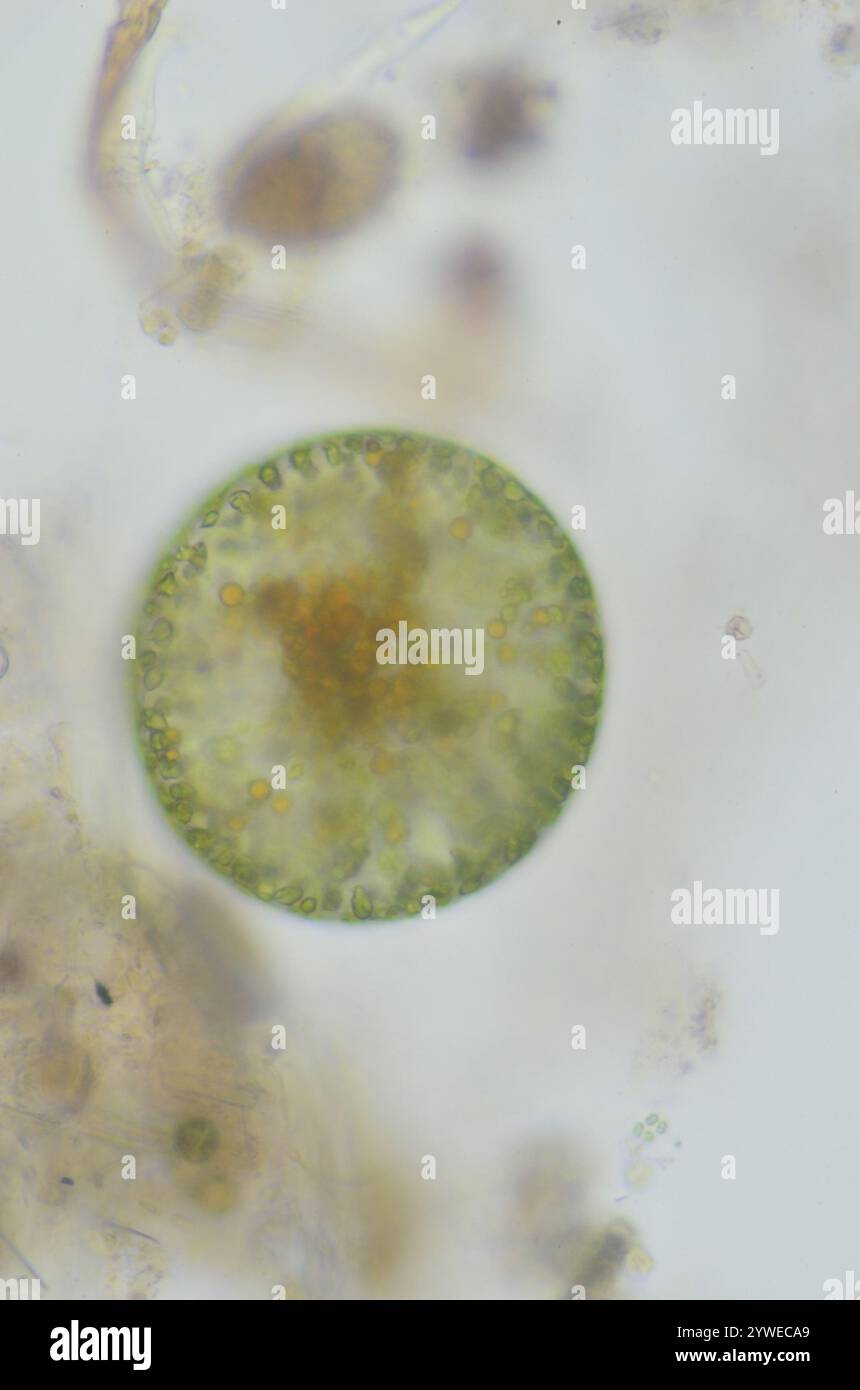 Eremosphaera viridis hi-res stock photography and images - Alamy