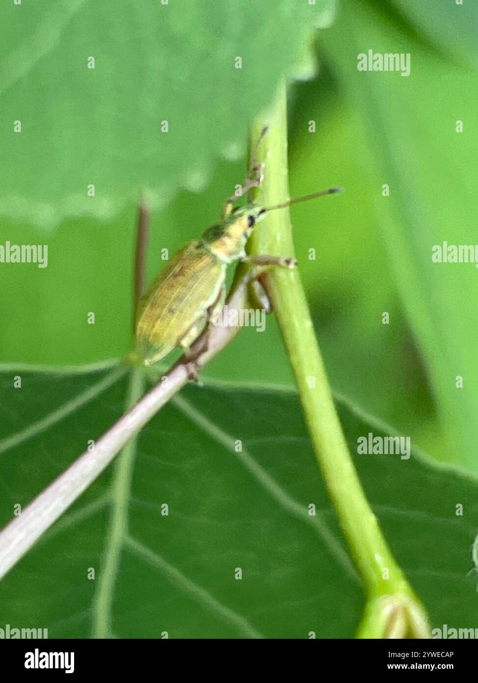 Green Immigrant Leaf Weevil (Polydrusus formosus Stock Photo - Alamy