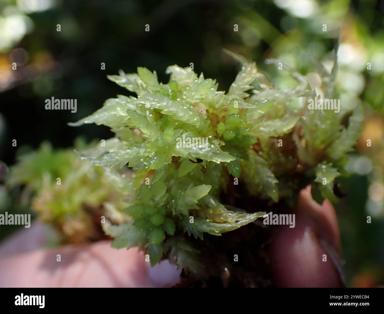 Papillose Peatmoss (Sphagnum papillosum Stock Photo - Alamy