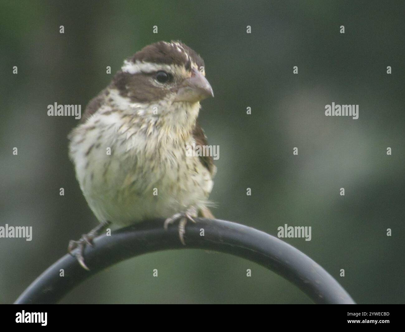 Rose-breasted Grosbeak (Pheucticus ludovicianus Stock Photo - Alamy