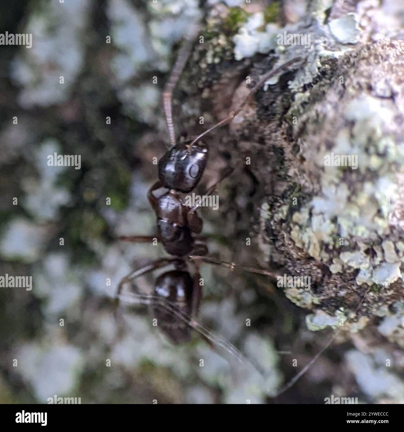 Nearctic Carpenter Ant (Camponotus nearcticus Stock Photo - Alamy