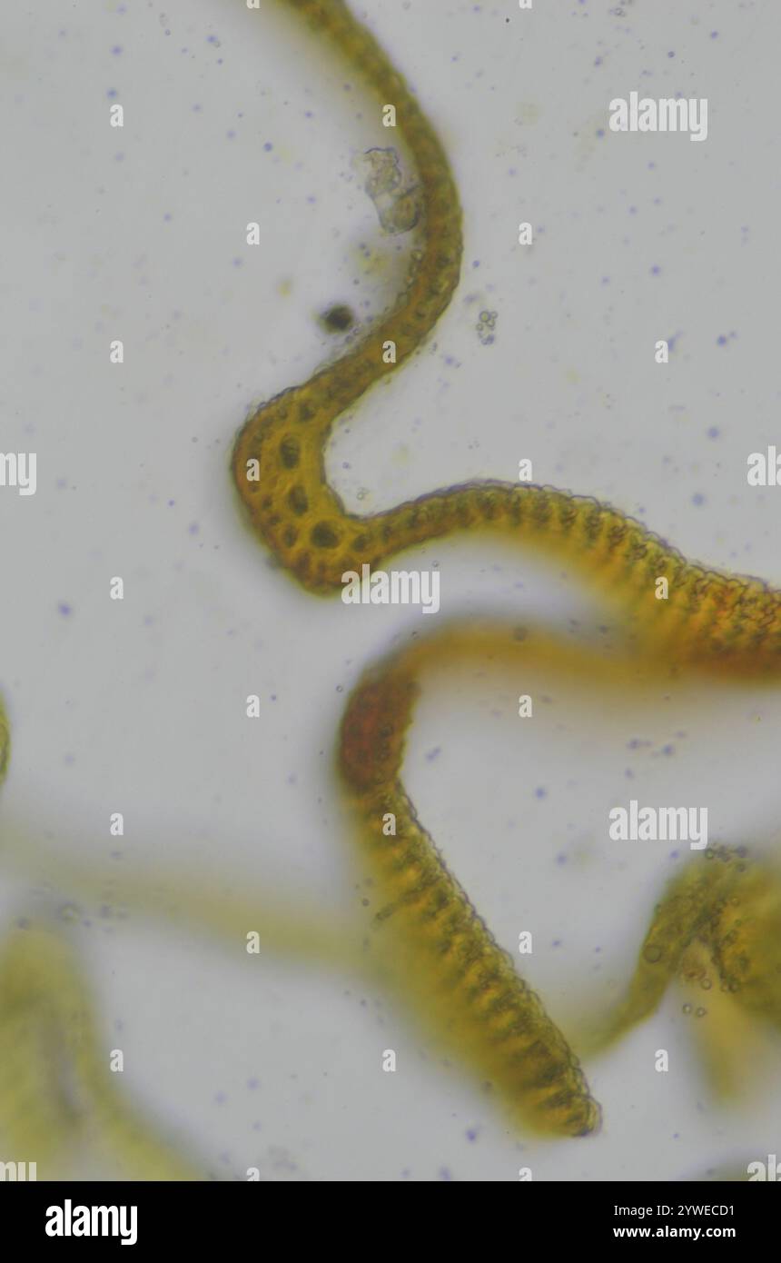 Yellow Fringe-moss (Racomitrium aciculare Stock Photo - Alamy