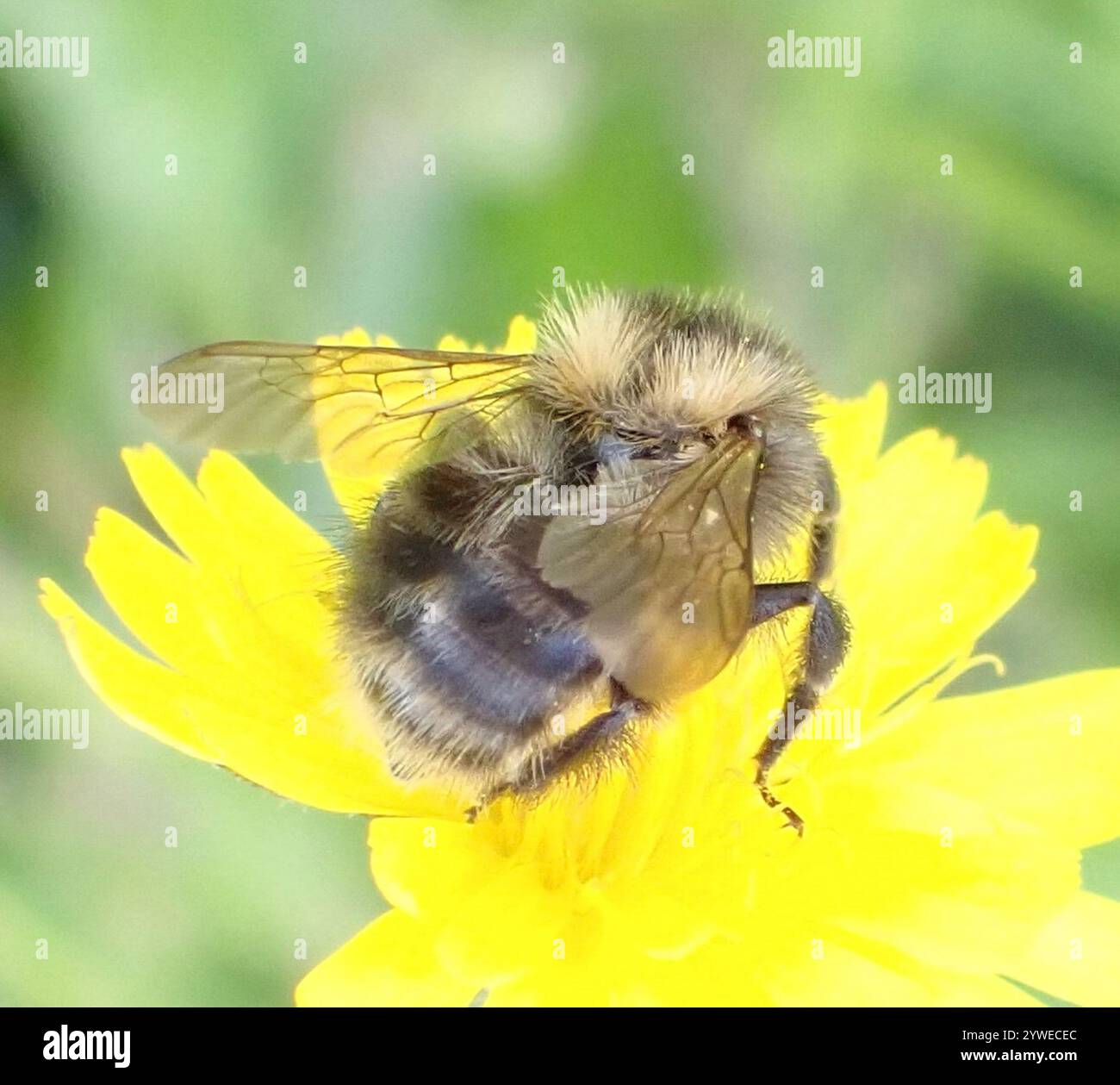 Common Carder Bumble Bee (Bombus pascuorum Stock Photo - Alamy