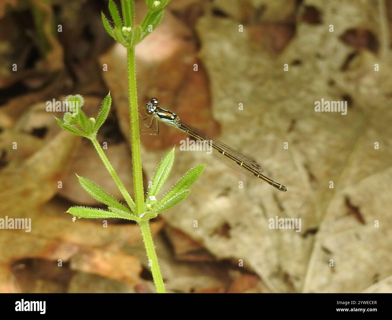 Fragile Forktail (Ischnura posita Stock Photo - Alamy