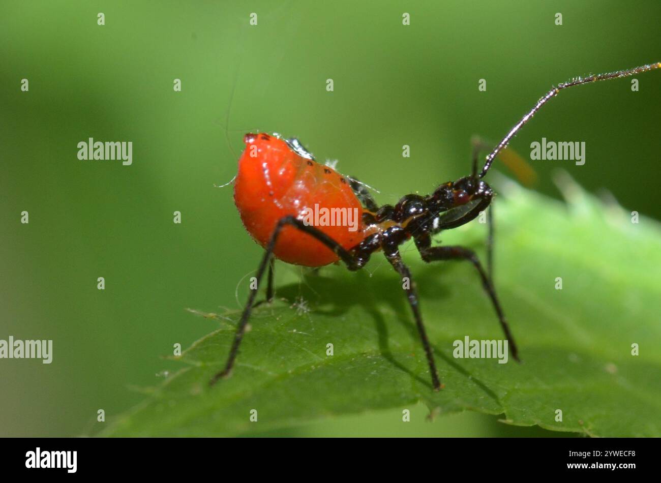 North American Wheel Bug (Arilus cristatus Stock Photo - Alamy