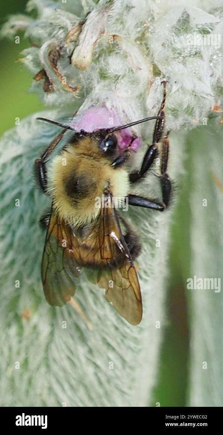 Two-spotted Bumble Bee (Bombus bimaculatus Stock Photo - Alamy