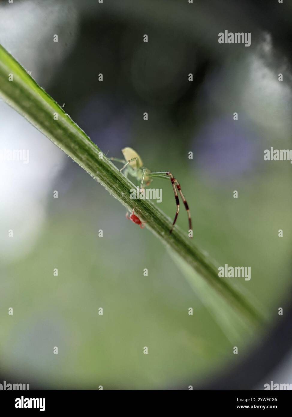 White-banded Crab Spider (Misumenoides formosipes Stock Photo - Alamy