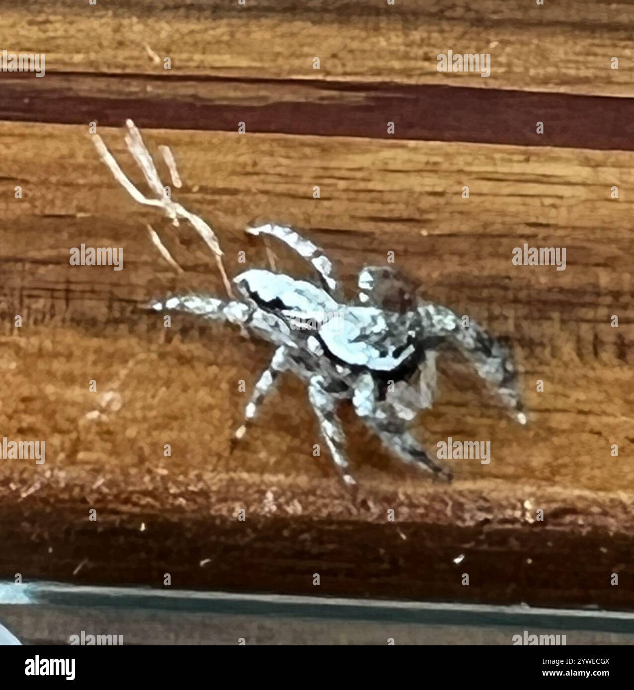 Tan Jumping Spider (Platycryptus undatus Stock Photo - Alamy
