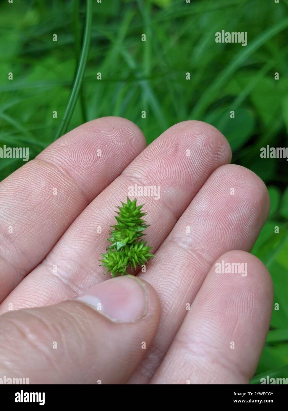 oval-headed sedge (Carex cephalophora Stock Photo - Alamy