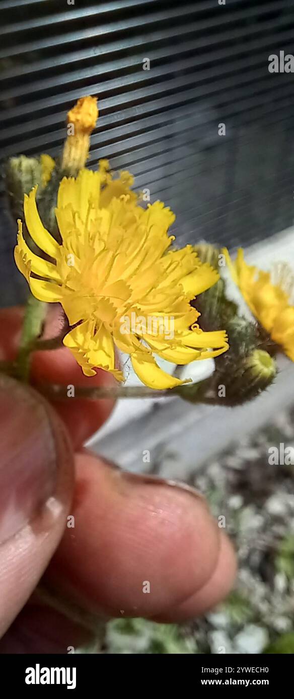 Tall Mouse-ear-hawkweed (Pilosella piloselloides praealta Stock Photo ...