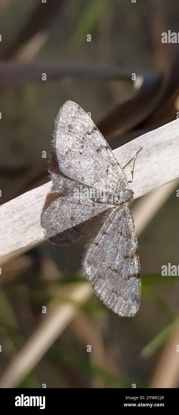 Grey Birch Moth (Aethalura punctulata Stock Photo - Alamy