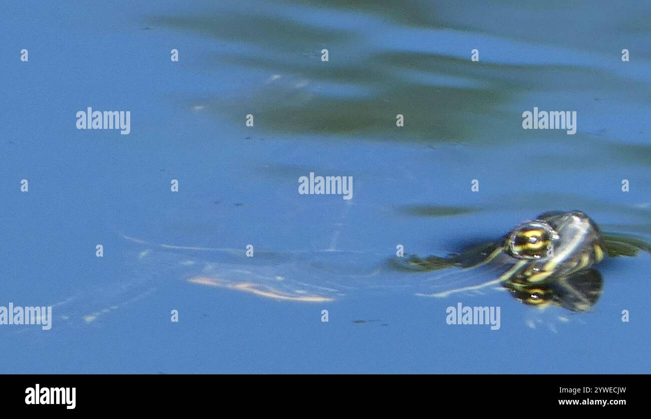 River Cooter (Pseudemys concinna Stock Photo - Alamy