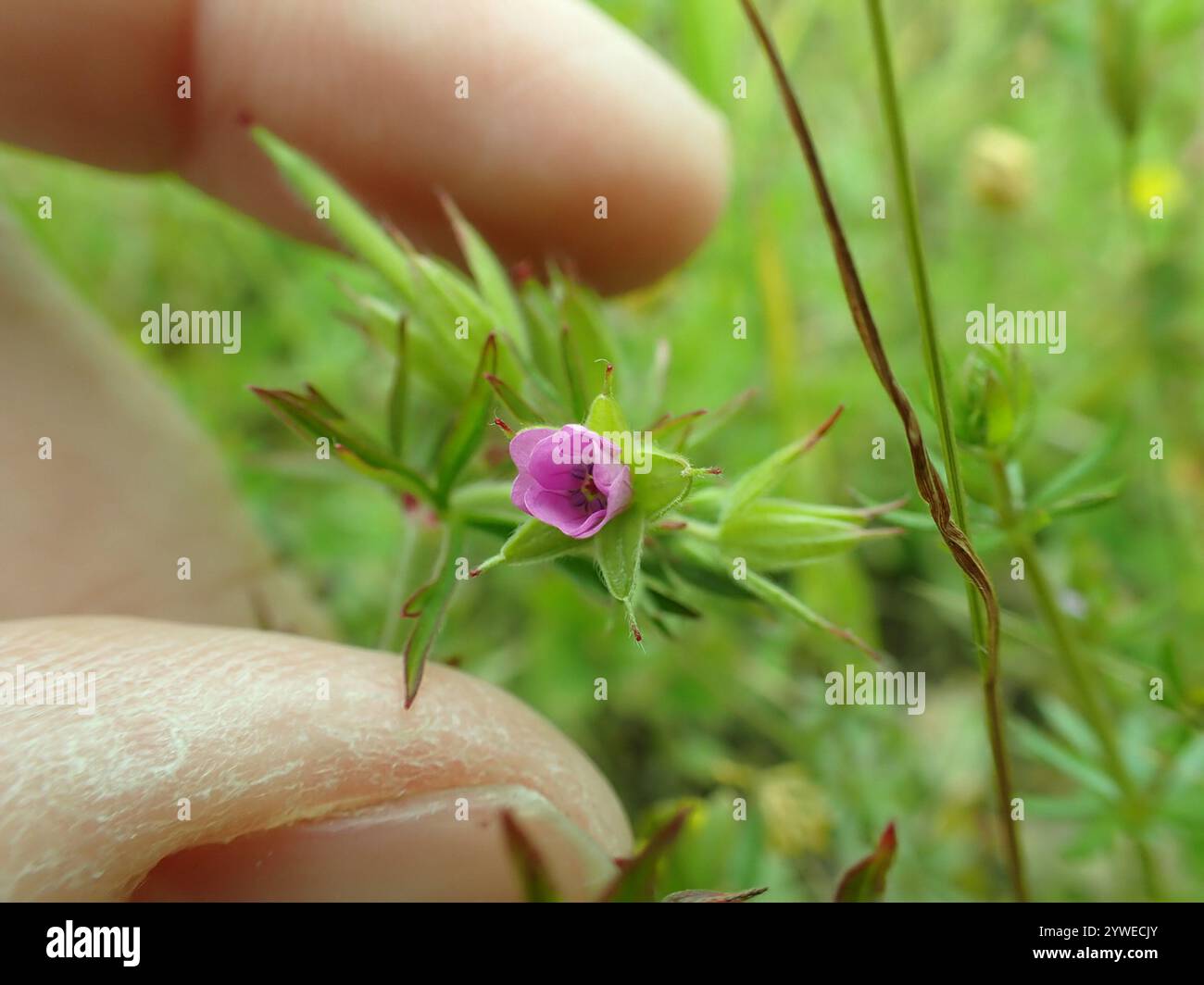 Cut-leaved crane's-bill (Geranium dissectum Stock Photo - Alamy