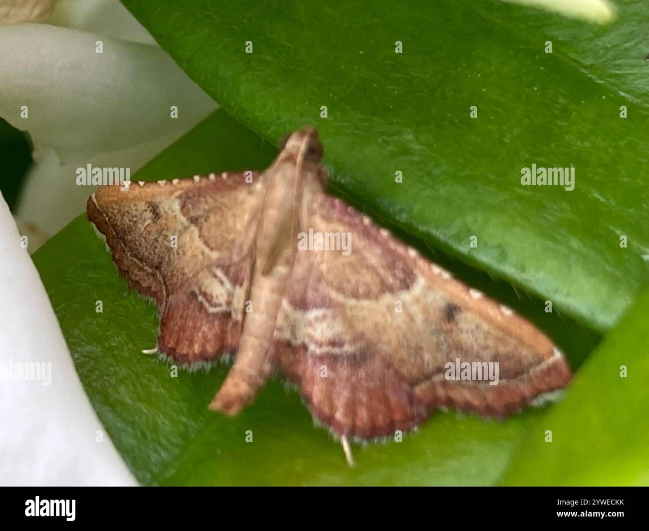 Rosy Tabby (Endotricha flammealis Stock Photo - Alamy
