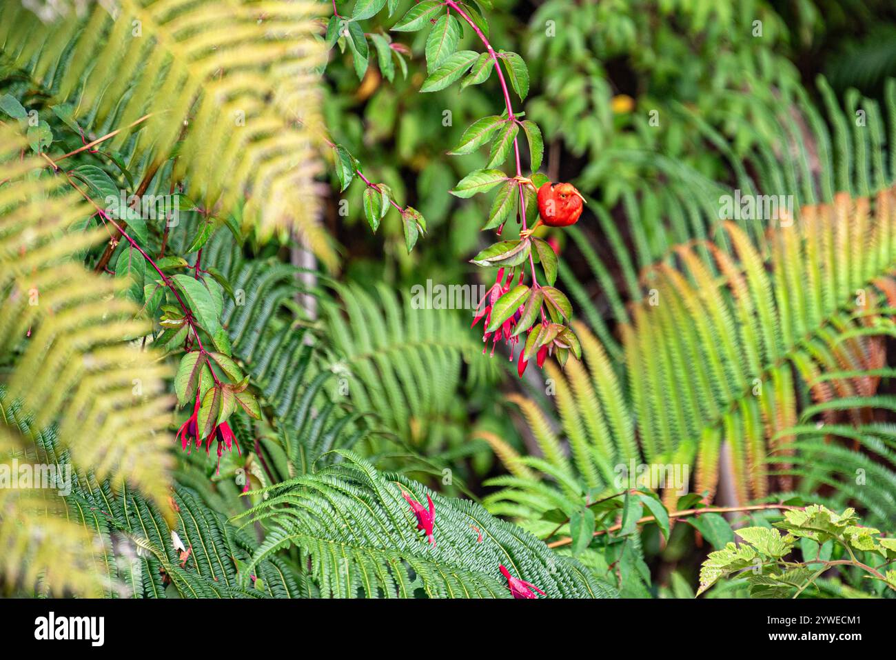Hawaii endemic species hi-res stock photography and images - Alamy