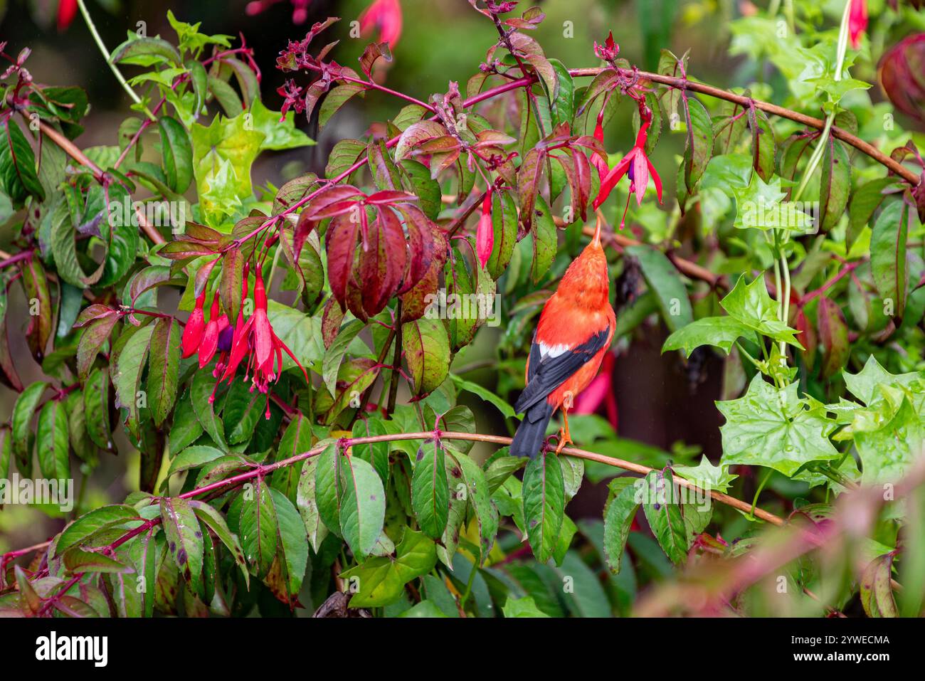 Rainforest pollinator hi-res stock photography and images - Alamy