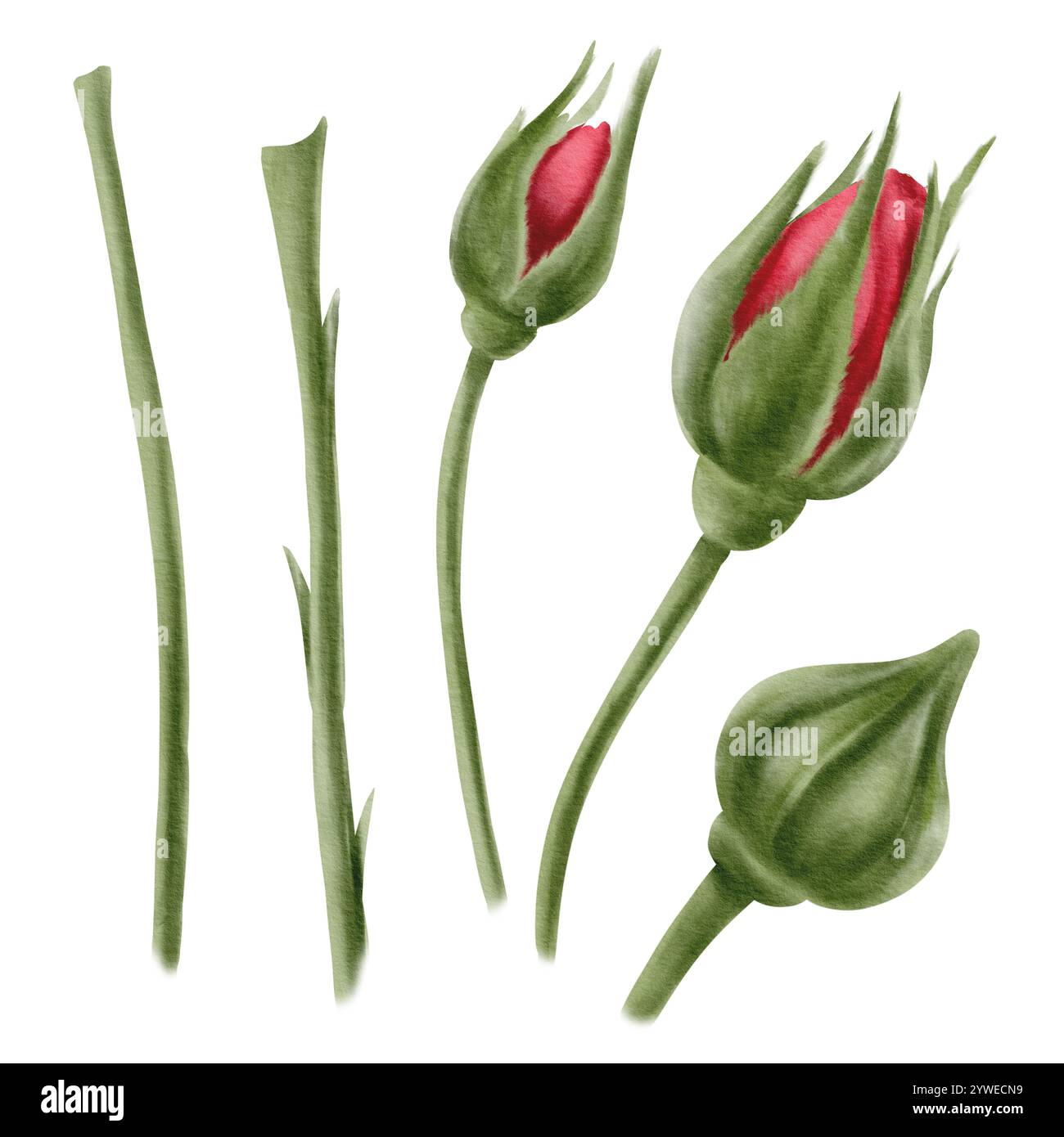 Red rose buds open and closed, stems with thorns as a symbol of love ...