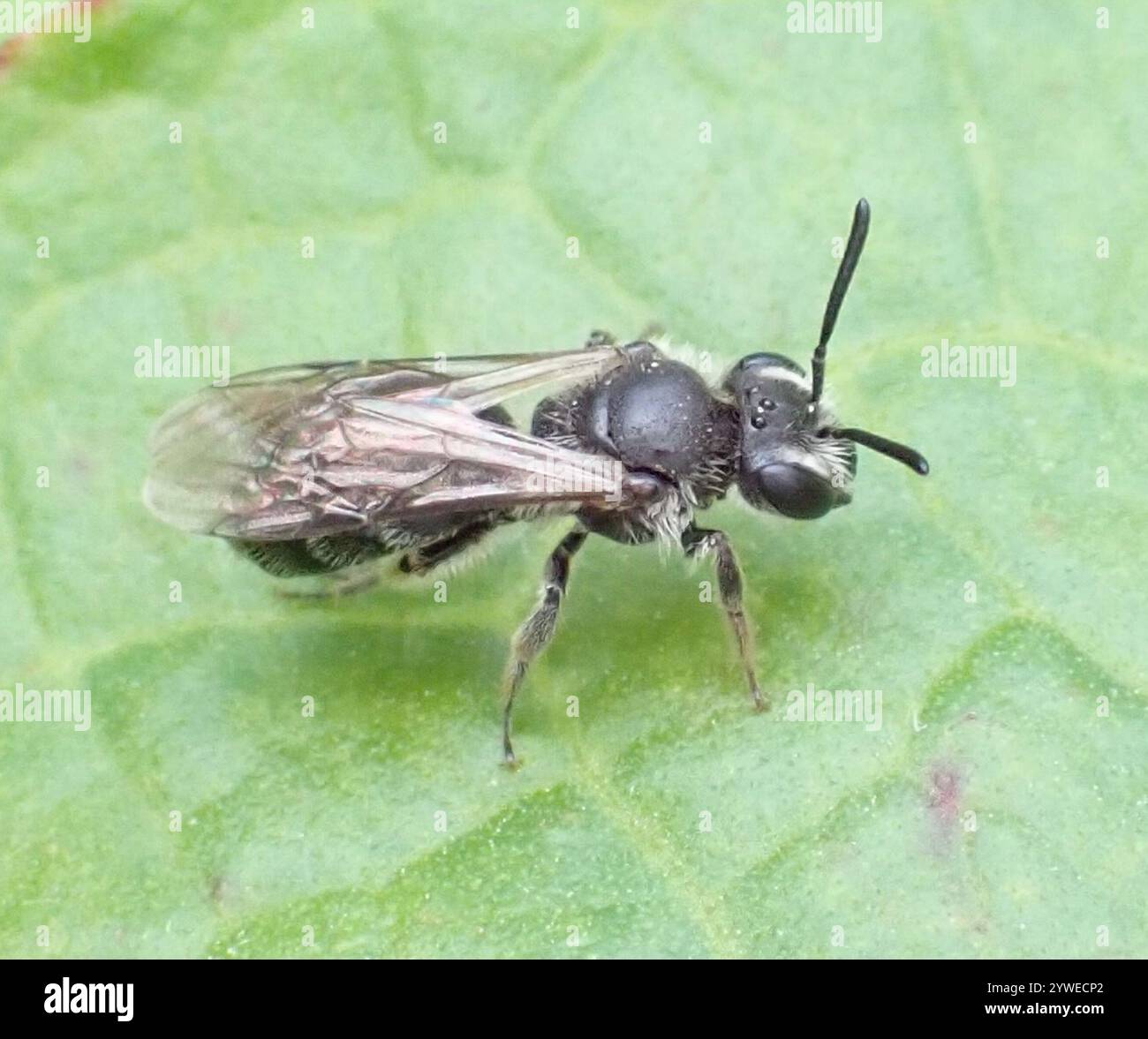 Mining Bees (Andrena Stock Photo - Alamy