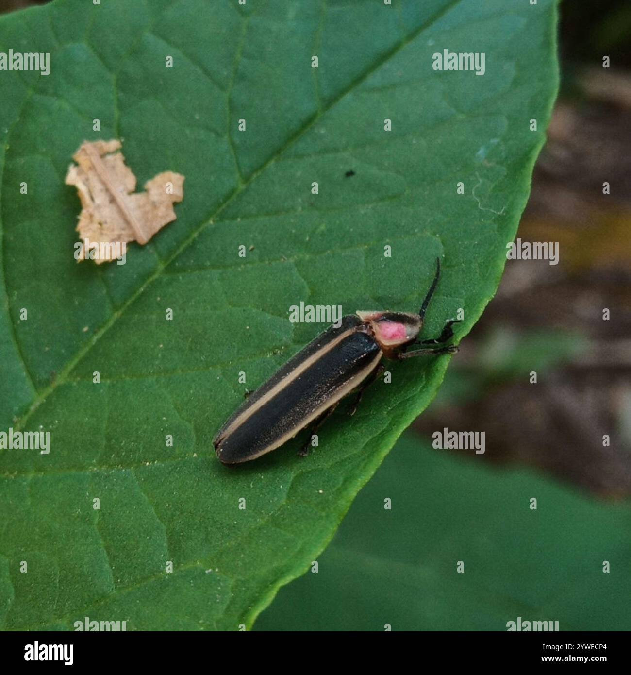 Common Eastern Firefly (Photinus pyralis Stock Photo - Alamy