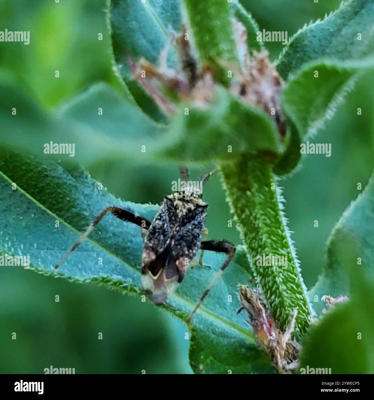 True Bugs (Heteroptera Stock Photo - Alamy