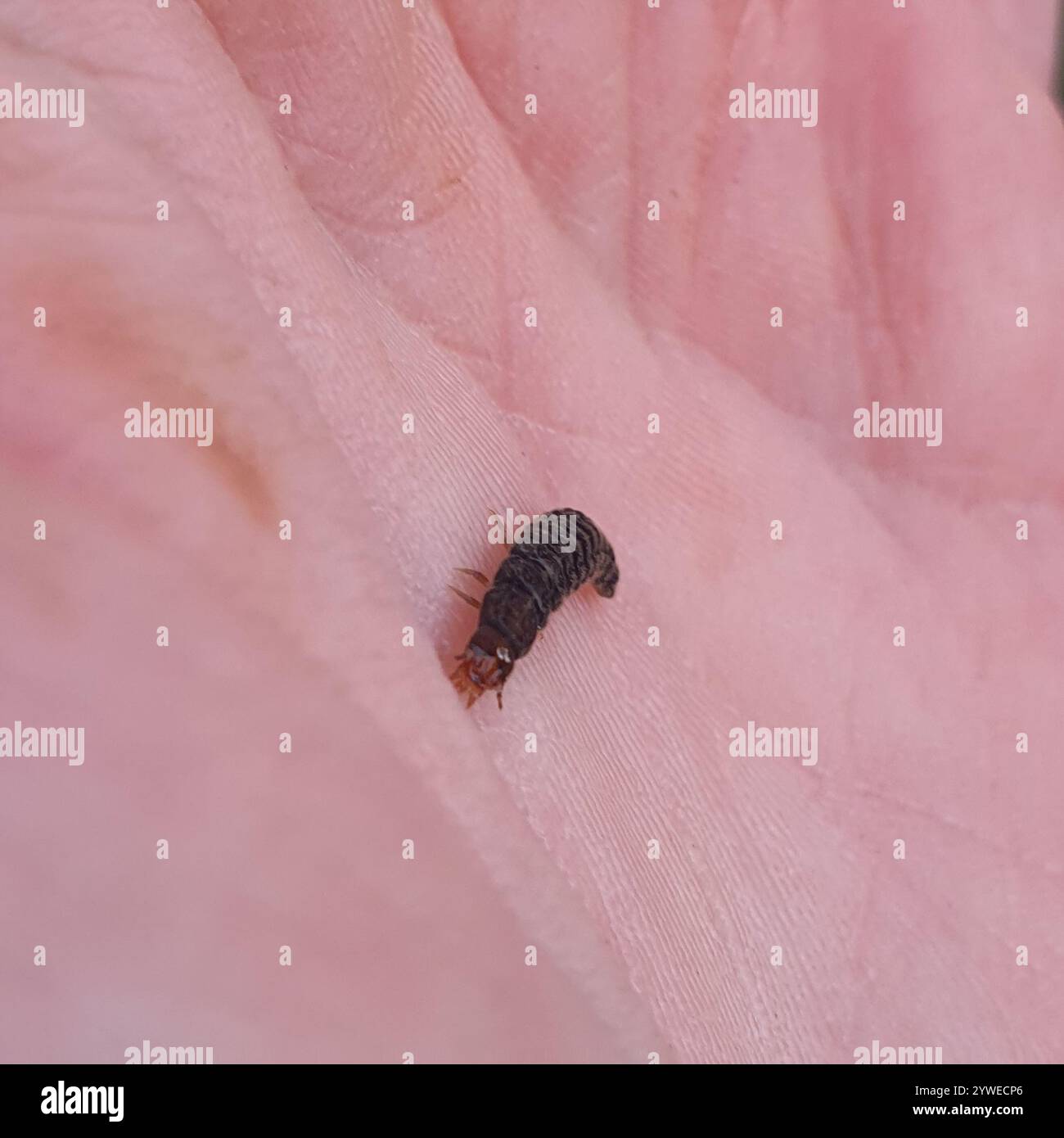 Soldier Beetles (Cantharidae Stock Photo - Alamy