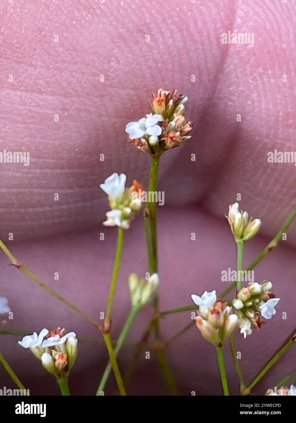 Wire-plant (Stipulicida setacea Stock Photo - Alamy