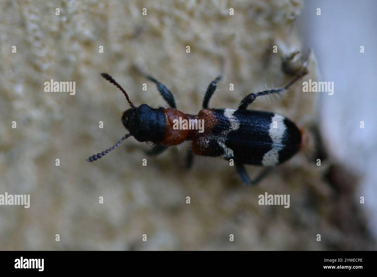 European Red-bellied Clerid (Thanasimus formicarius Stock Photo - Alamy