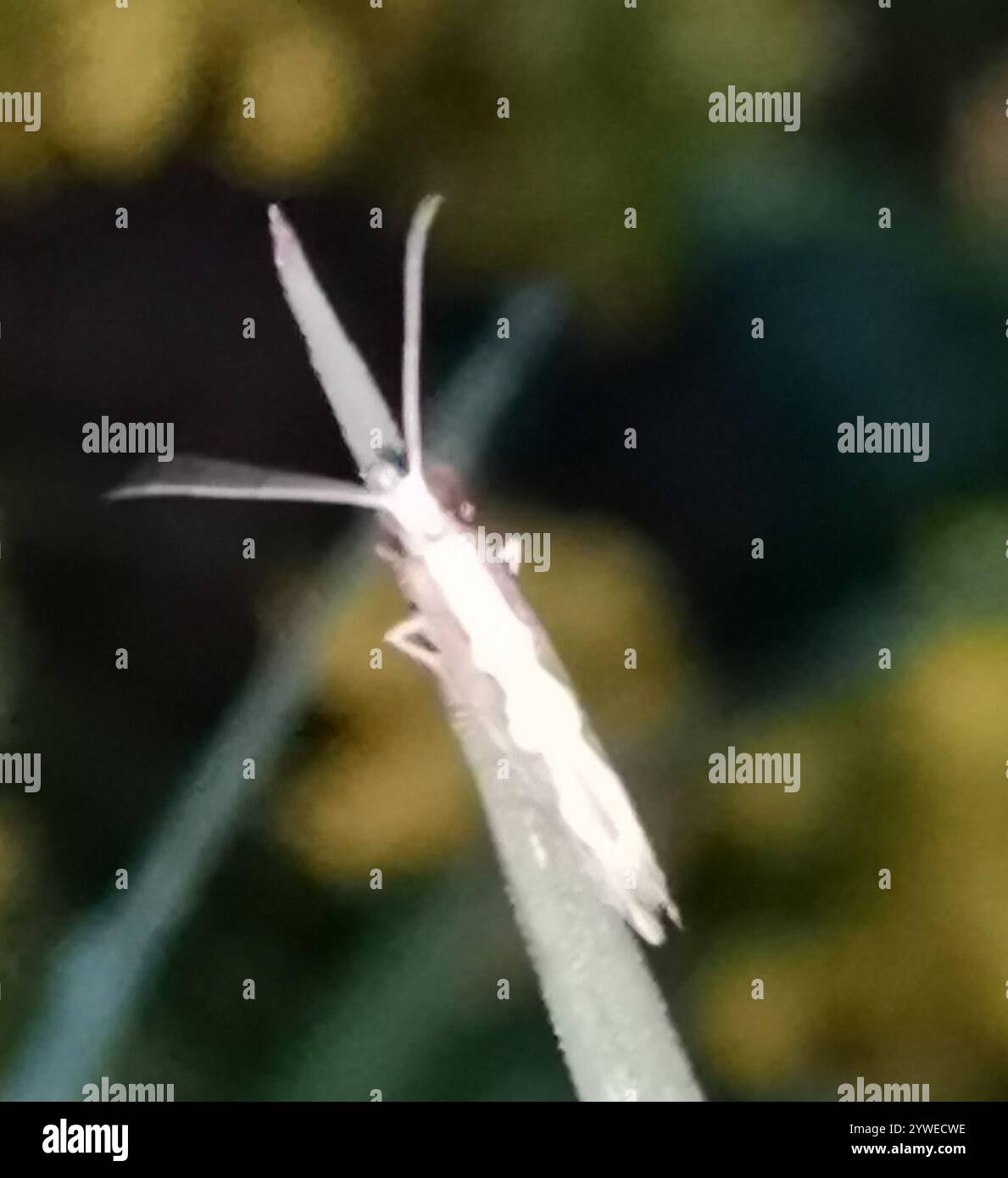 Diamondback Moth (Plutella xylostella Stock Photo - Alamy