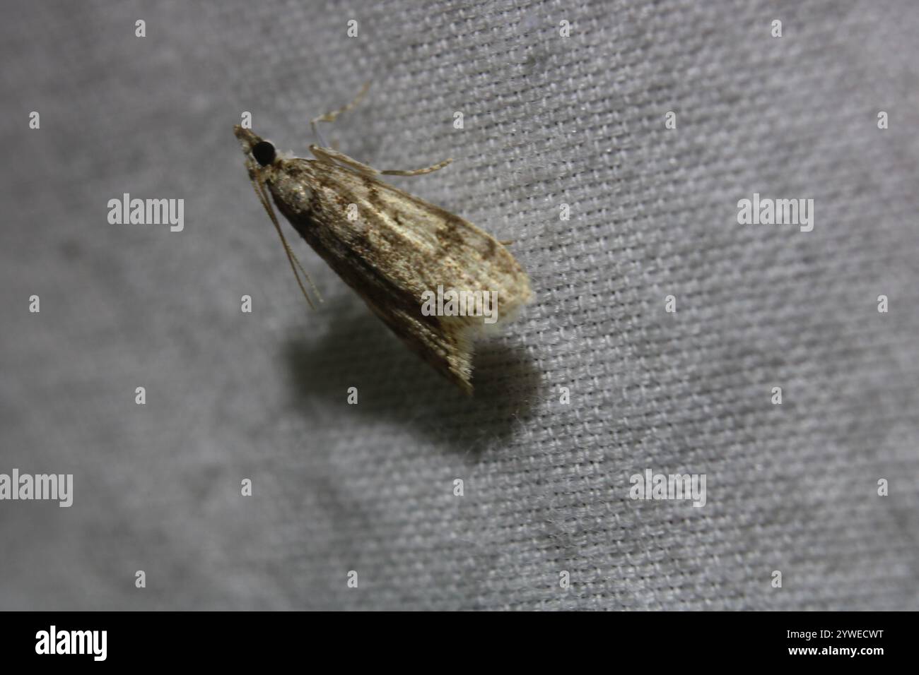 Many-spotted Scoparia Moth (Scoparia basalis Stock Photo - Alamy