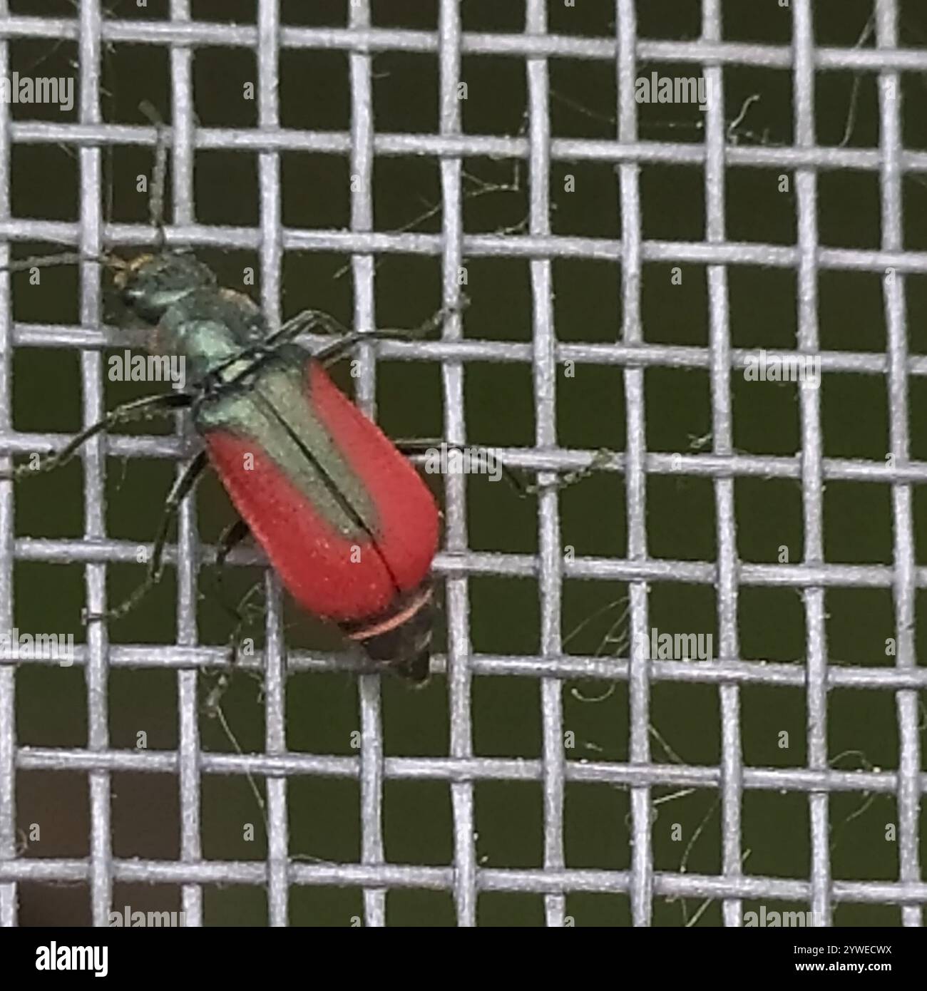 Scarlet malachite beetle hi-res stock photography and images - Alamy
