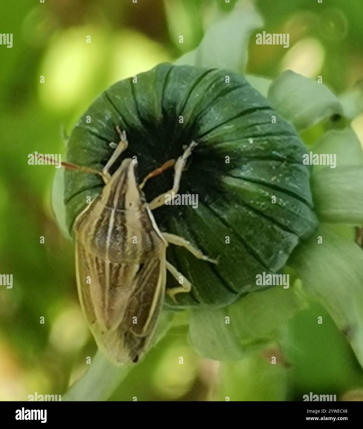 Bishop's Mitre Shield Bug (Aelia acuminata Stock Photo - Alamy