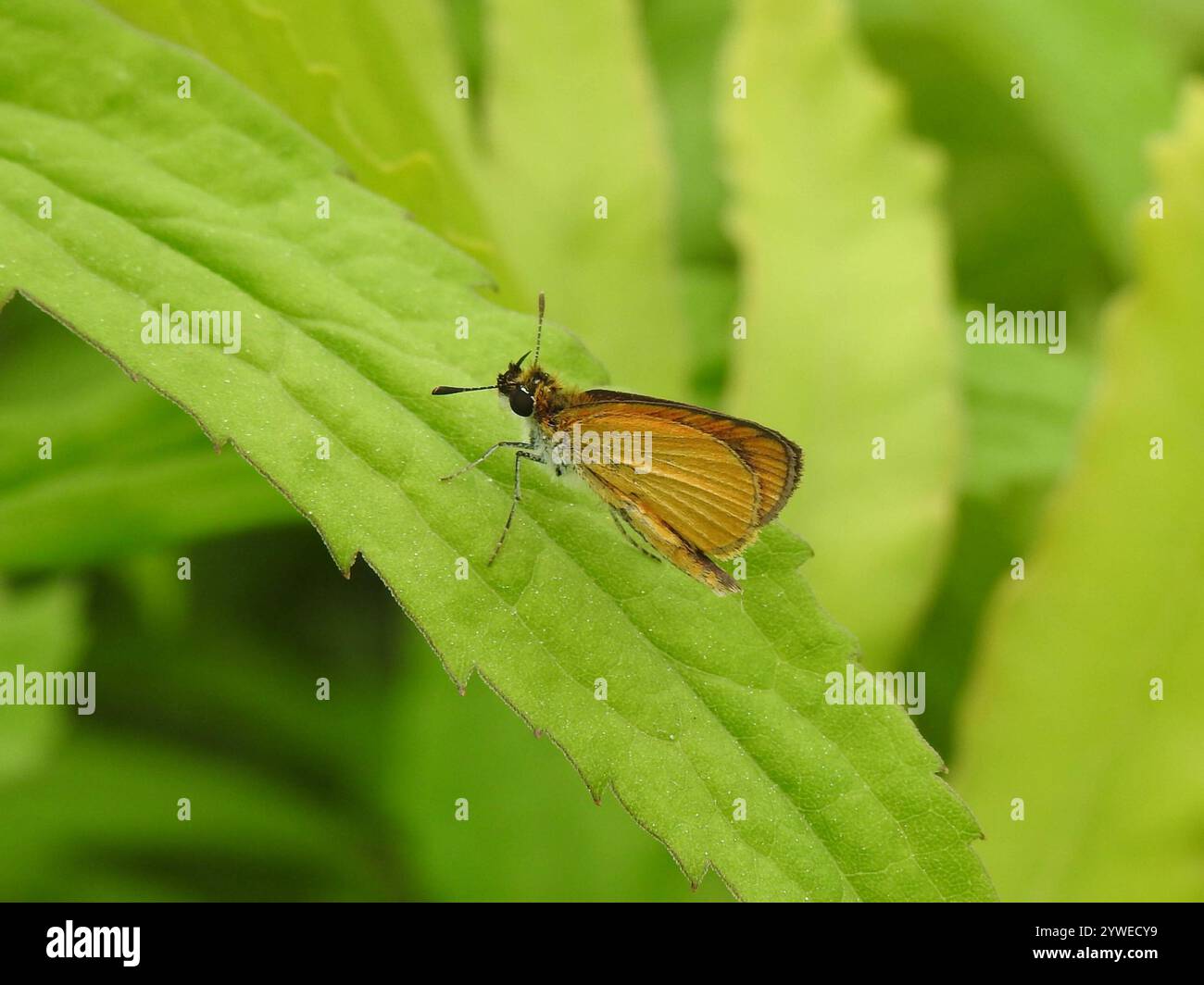 Ancyloxypha hi-res stock photography and images - Alamy