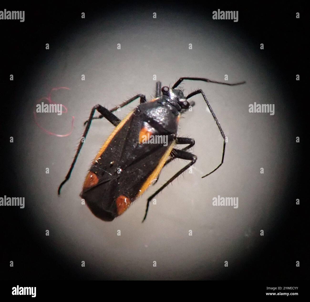 gothic plant bug (Capsodes gothicus Stock Photo - Alamy